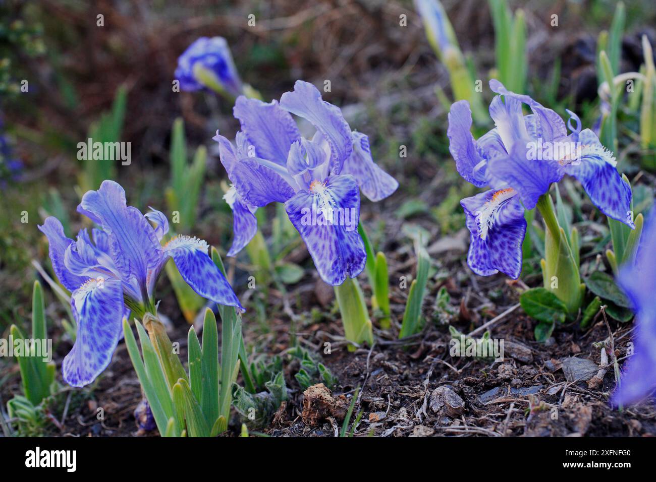 Iris flowers (Iris kemaonensis) in Yak pastures, Central Himalaya ...