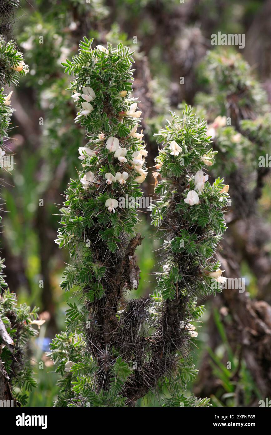 Caragana bush (Caragana arborescens) inner Tien-Shan Mountains region ...