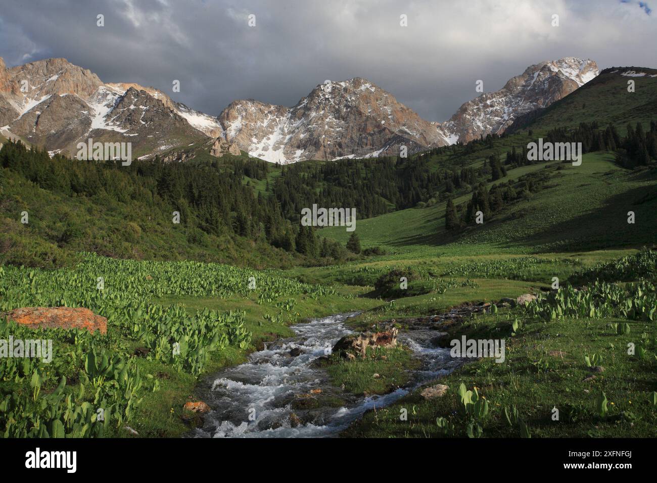 Ak Bulak, Inner Tien-Shan Mountains region, with Schrenk's spruce ...