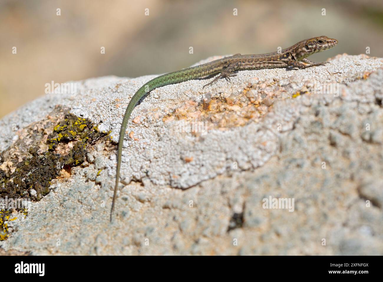 Tyrrhenian wall lizard (Podarcis tiliguerta) on a rock, Gulf of Porto ...