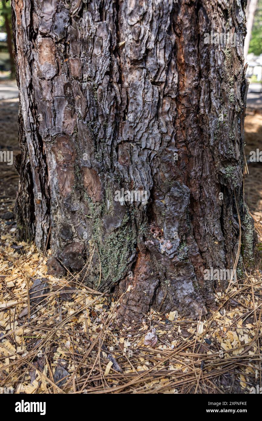 Pitch Tube on a Pine Tree Created by a Pine Beetle. Strong evidence ...