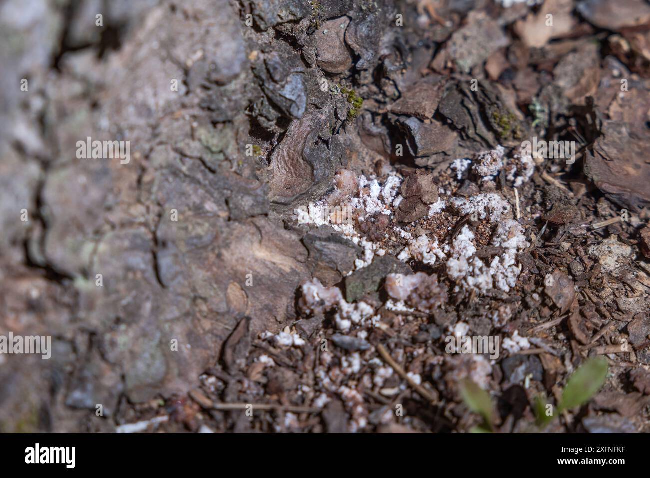 Pitch Tube on a Pine Tree Created by a Pine Beetle. Strong evidence ...