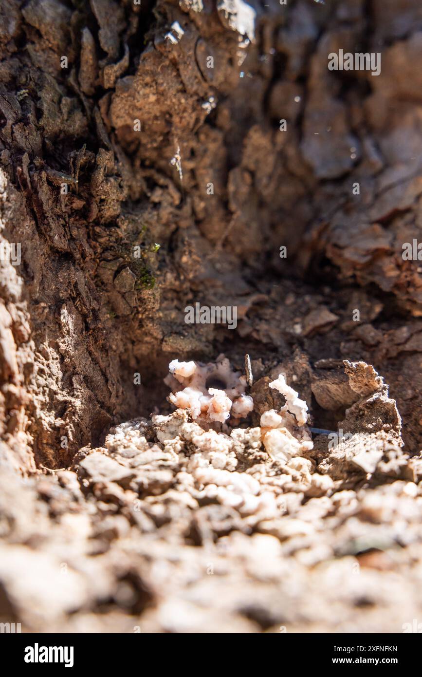 Pitch Tube on a Pine Tree Created by a Pine Beetle. Strong evidence ...