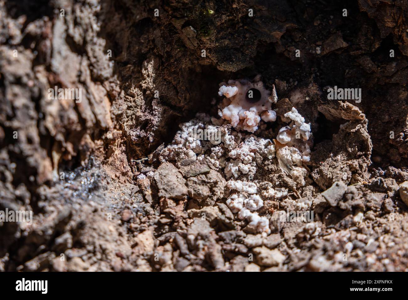 Pitch Tube on a Pine Tree Created by a Pine Beetle. Strong evidence ...