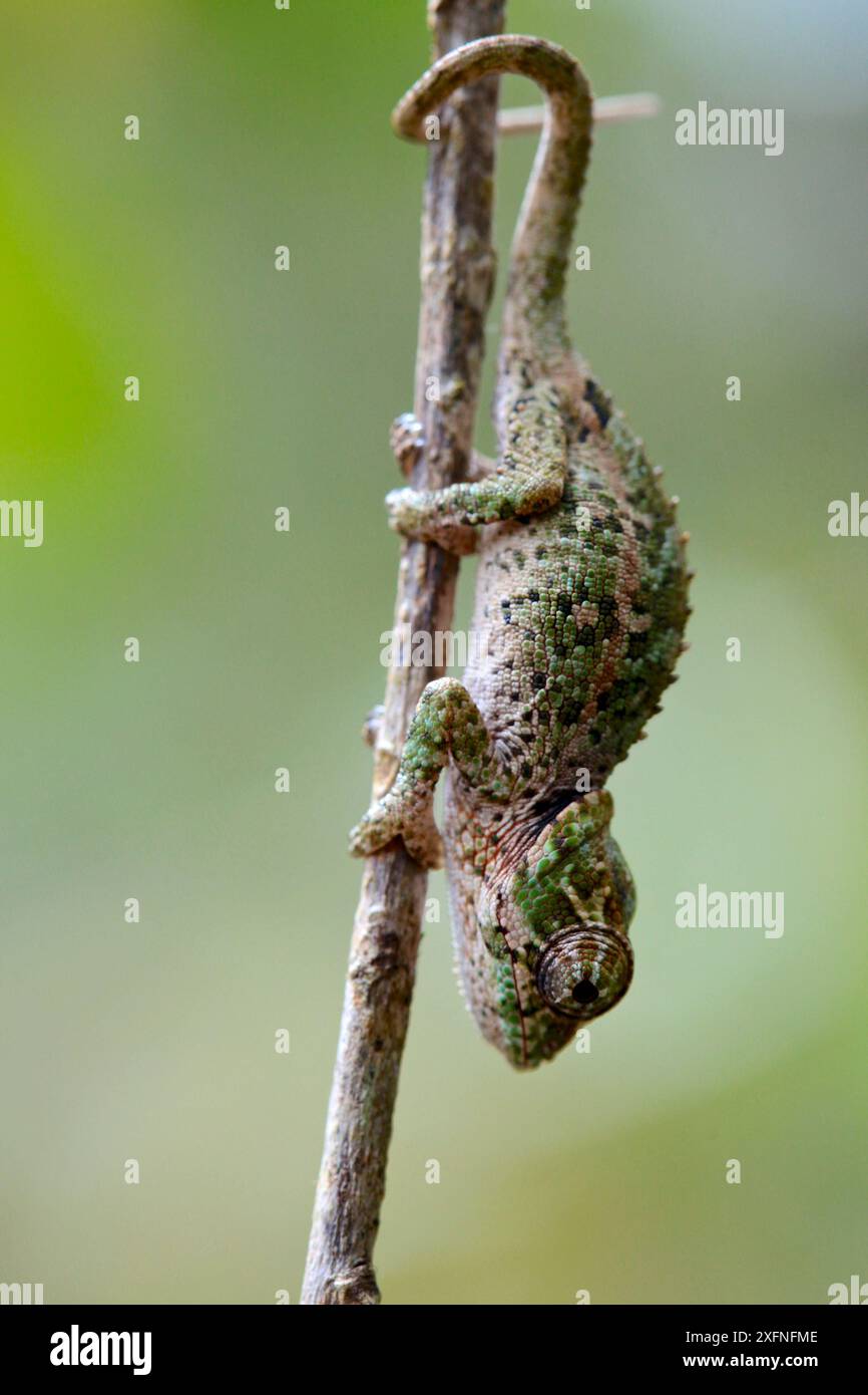 Short-horned chameleon (Calumma brevicornis) juvenile walking down ...