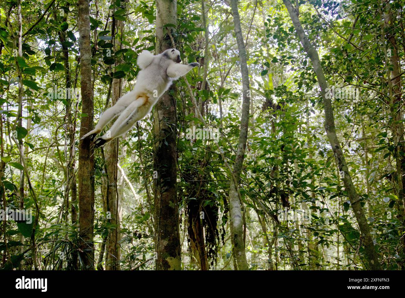 Silky Sifaka Lemur (Propithecus diadema candidus) jumping, one of the ...