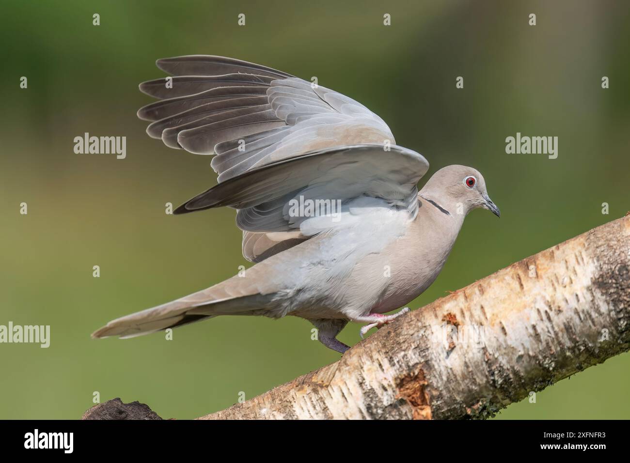 Collared dove close up flying from a branch Stock Photo - Alamy