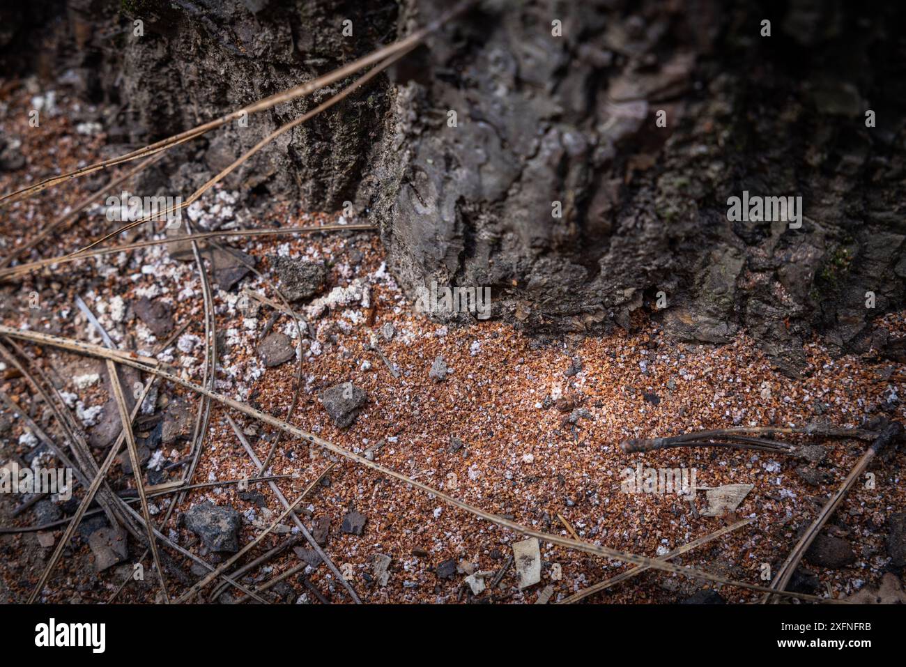Bore dust a reddish sawdust like substance known as frass could be an ...