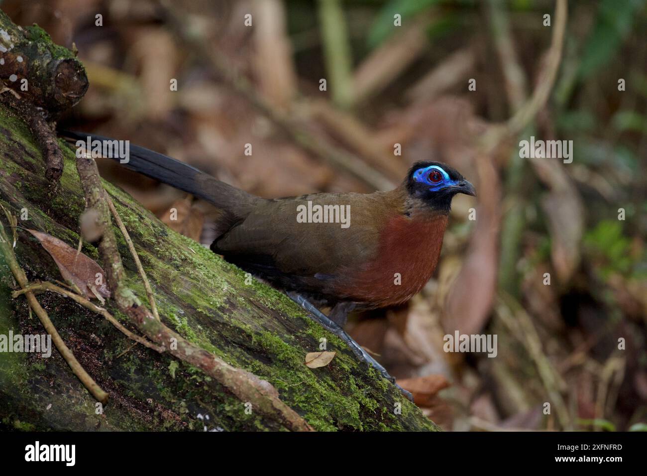 Red-breasted Coua (Coua serriana). Rainforests of the Atsinanana UNESCO ...