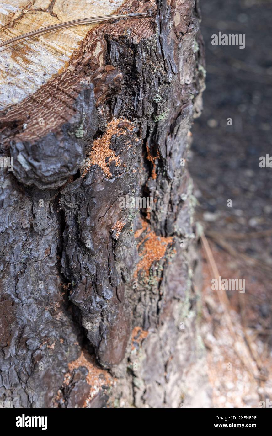 Bore dust a reddish sawdust like substance known as frass could be an ...