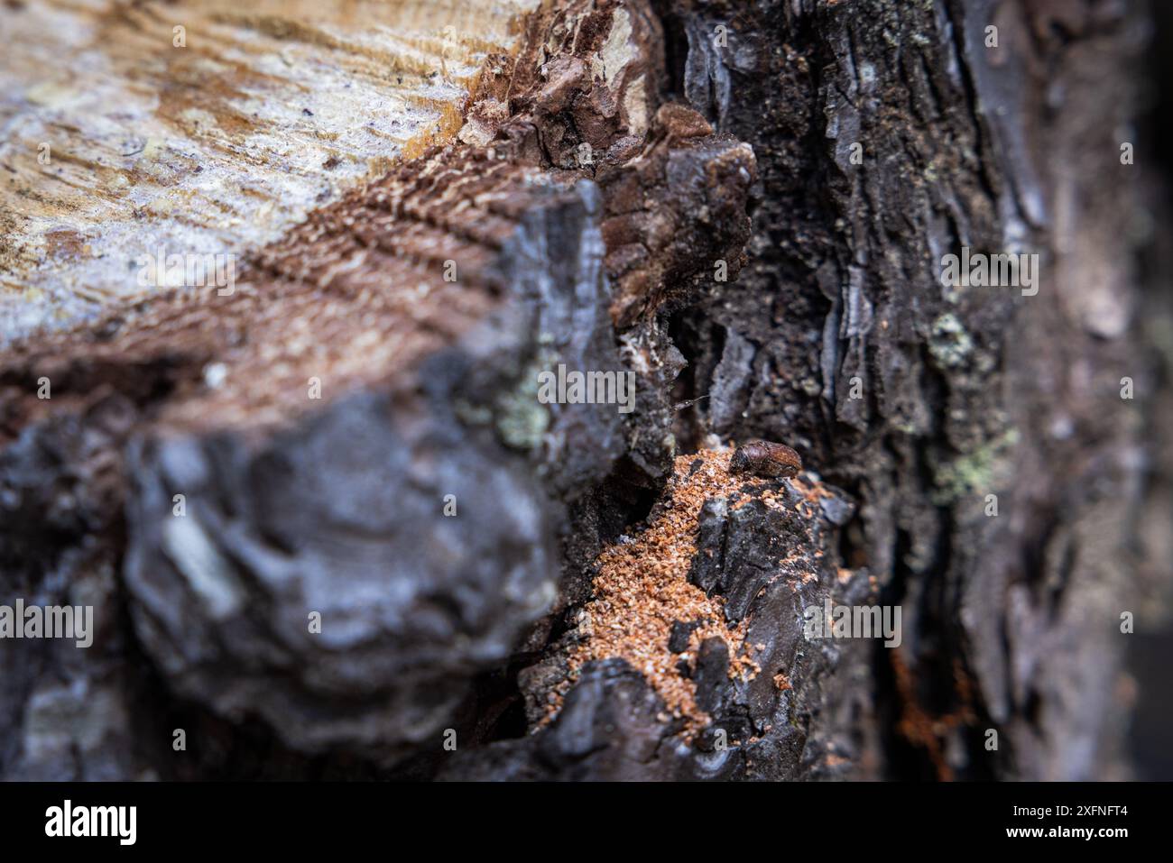 Bore dust a reddish sawdust like substance known as frass could be an ...