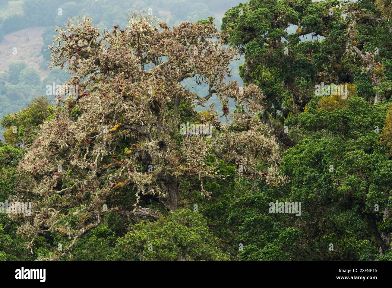 Highland oak forest of the Talamanca Range, Talamanca Range-La Amistad ...