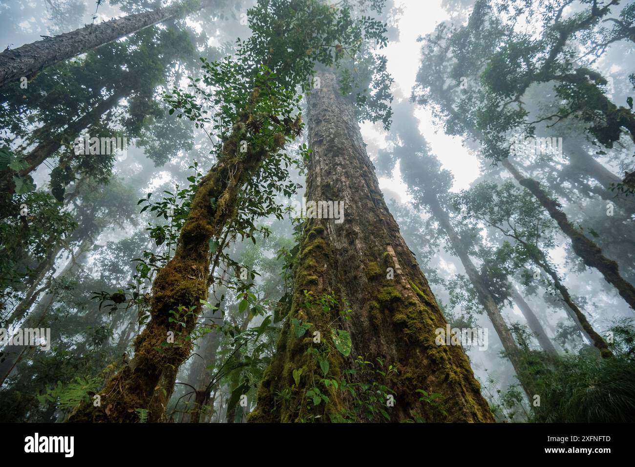 Massive old growth oak trees of the cloud forest, Talamanca Range ...