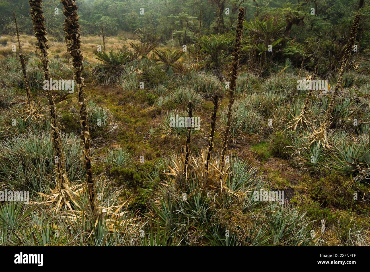 Highland peat bog with dead flowering spikes of Puya dasylirioides ...
