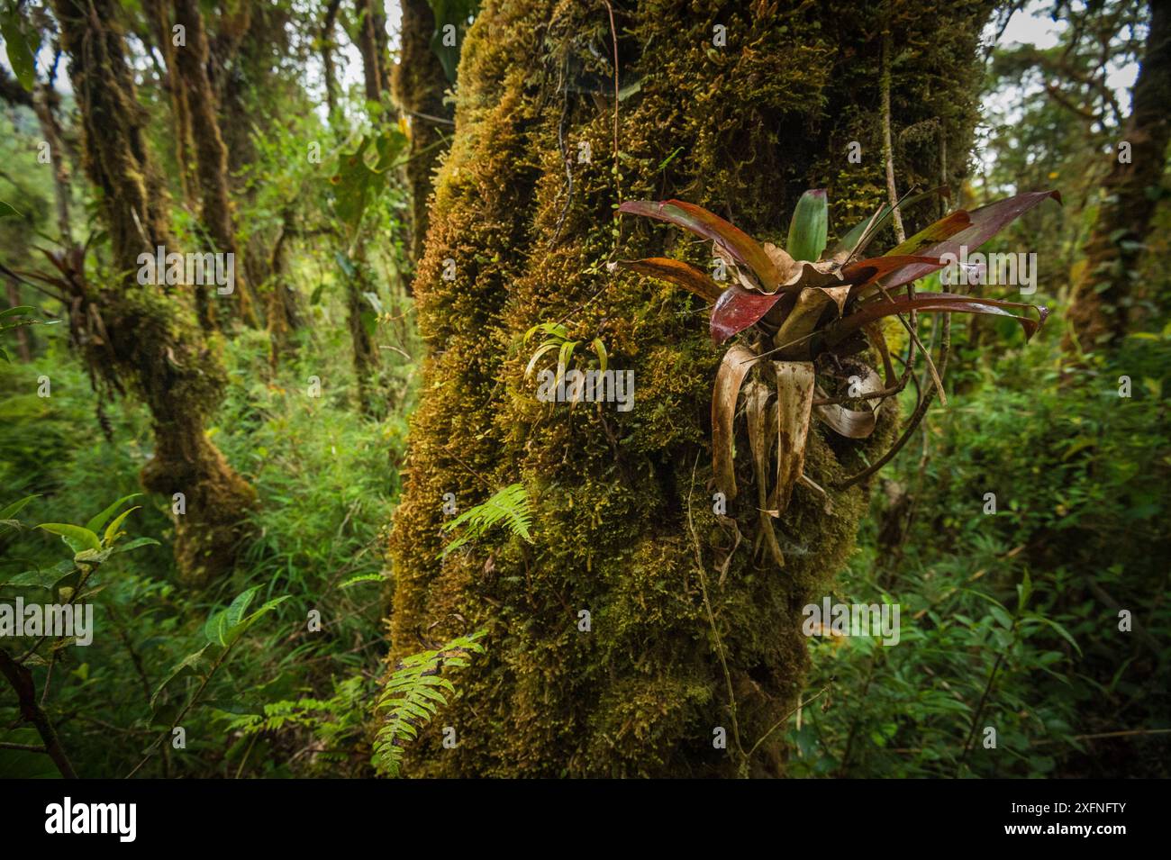 Bromeliads on tree trunk in cloud forest. Talamanca Range, Talamanca ...