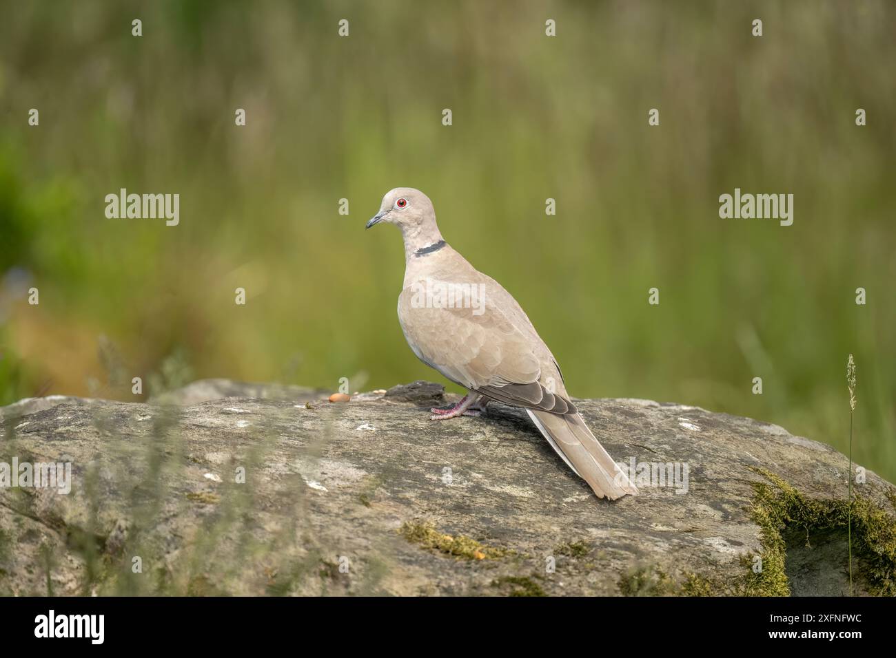Collared dove close up hi-res stock photography and images - Alamy