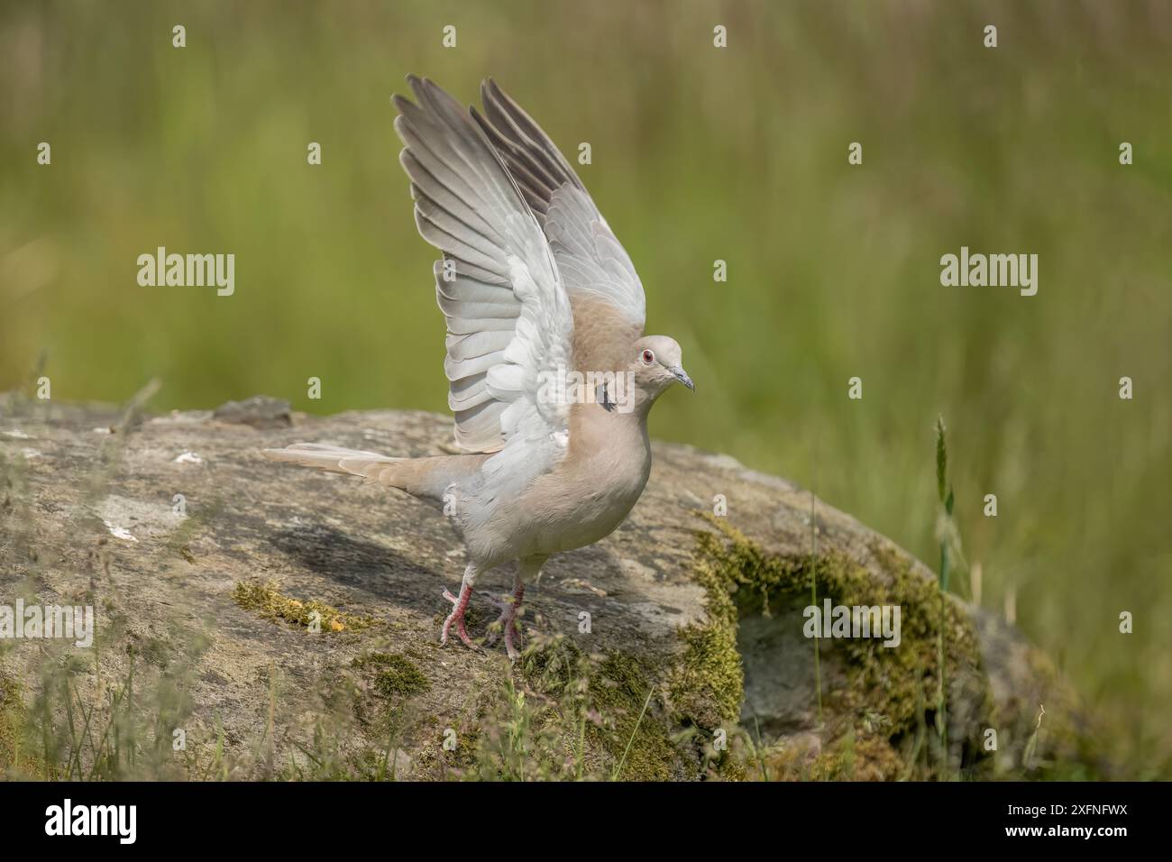 Rock dove scotland hi-res stock photography and images - Alamy