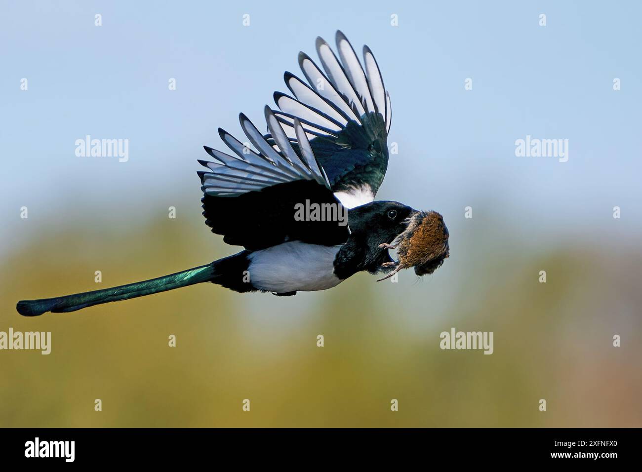 Eurasian magpie food hi-res stock photography and images - Alamy