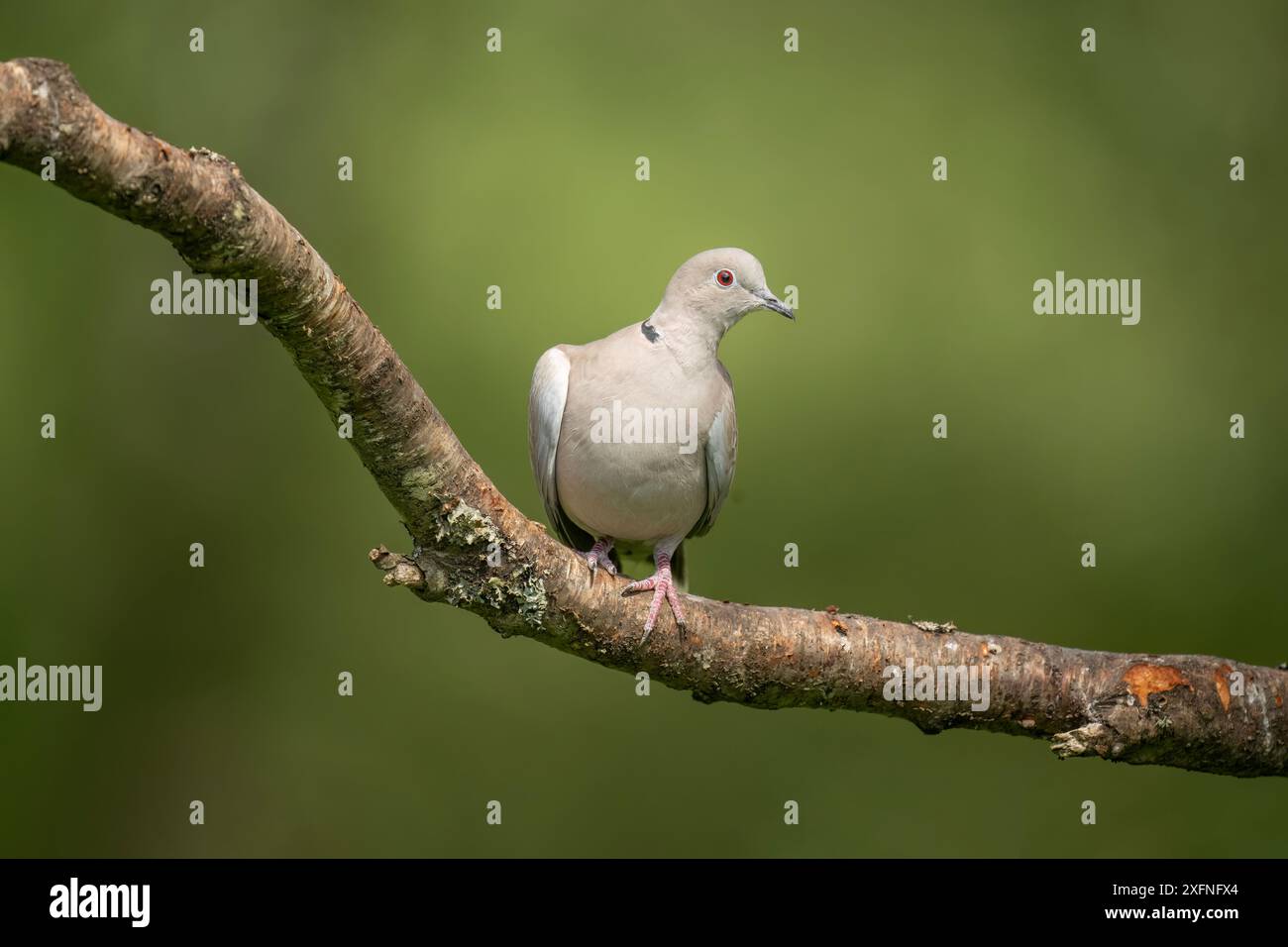 Collared dove close up hi-res stock photography and images - Alamy