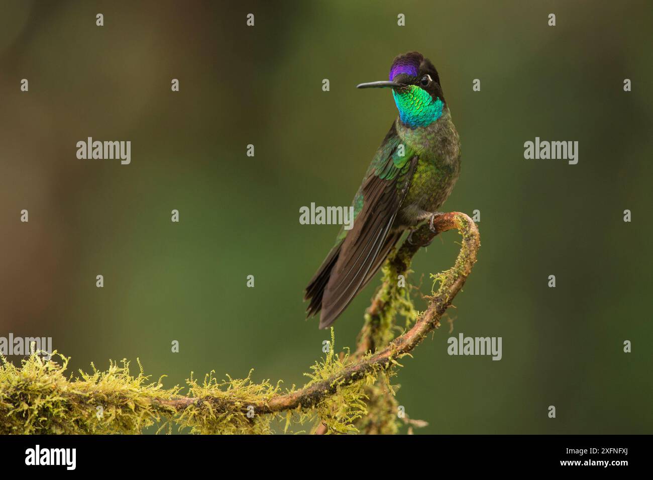 Magnificent hummingbird (Eugenes fulgens) male, Talamanca Range ...