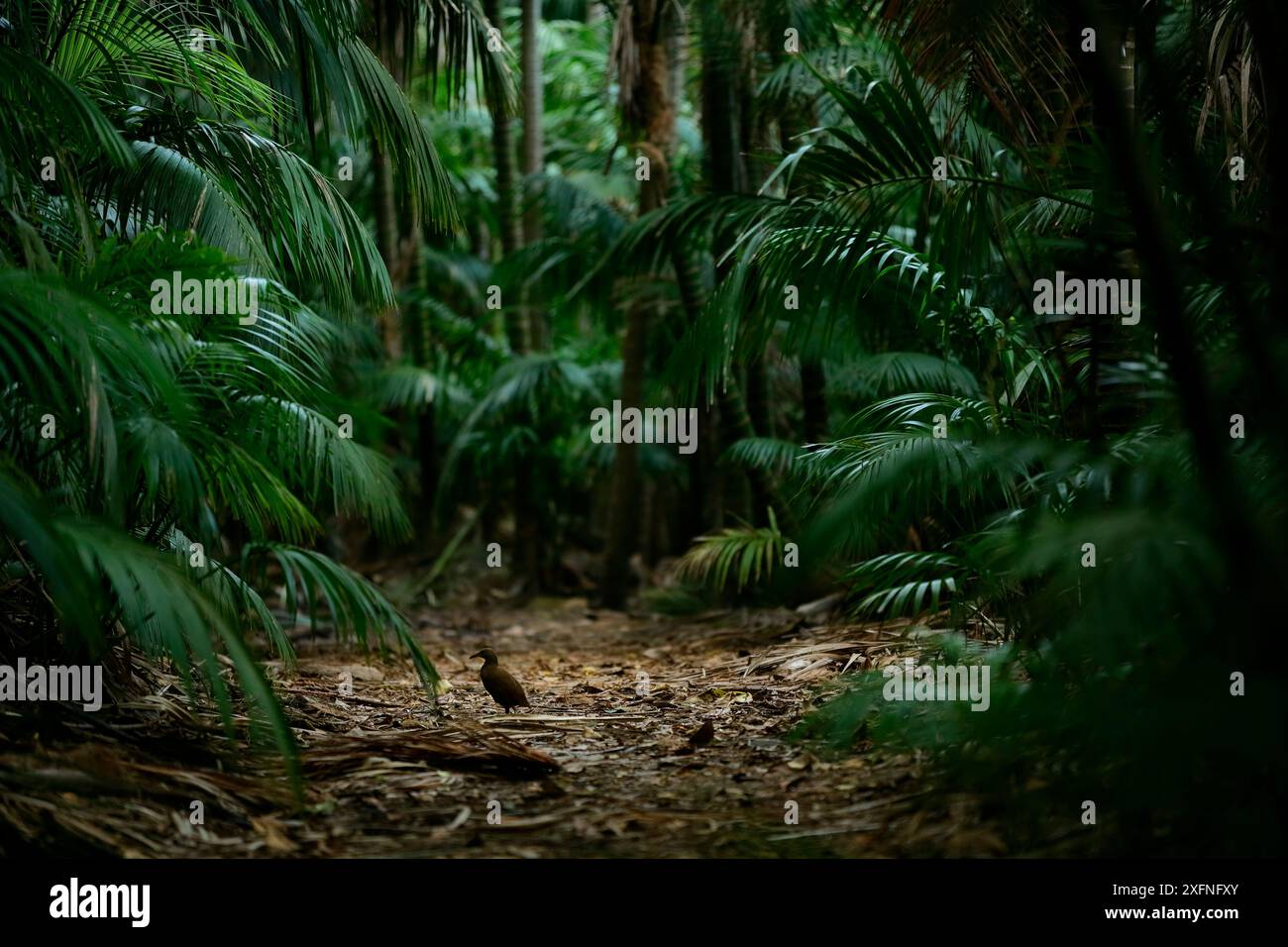 Lord Howe Rail (Gallirallus sylvestris) crossing path in forest, Lord ...