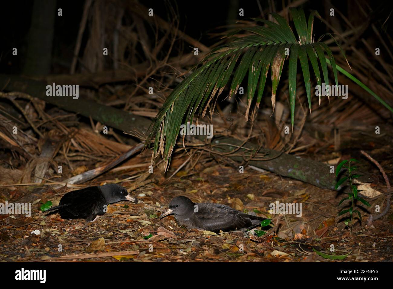Flesh-footed Shearwater (Puffinus carneipes) at night in coastal forest ...