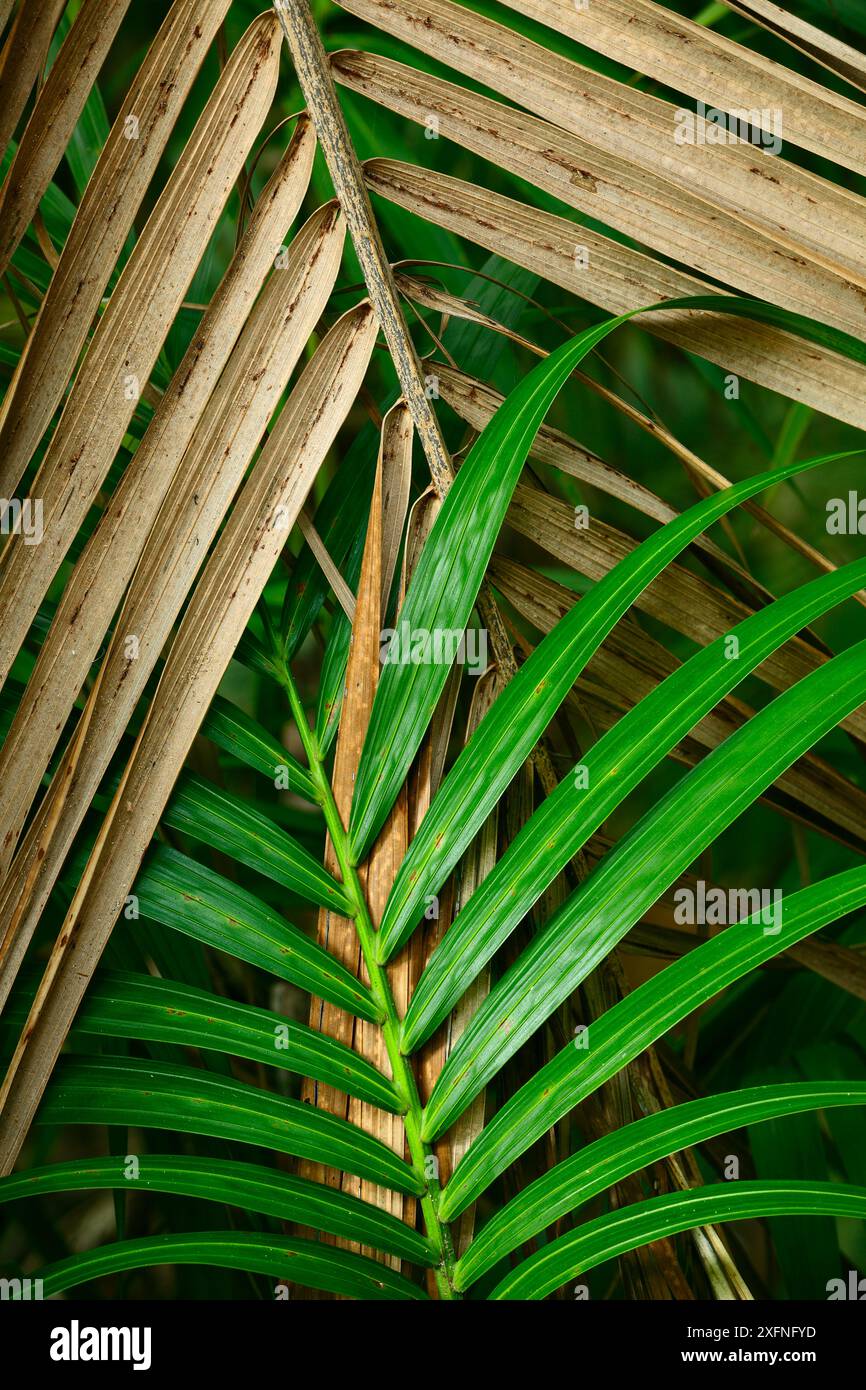 Thatch palm or Kentia palm fronds (Howea forsteriana) in Mount Lidgbird ...