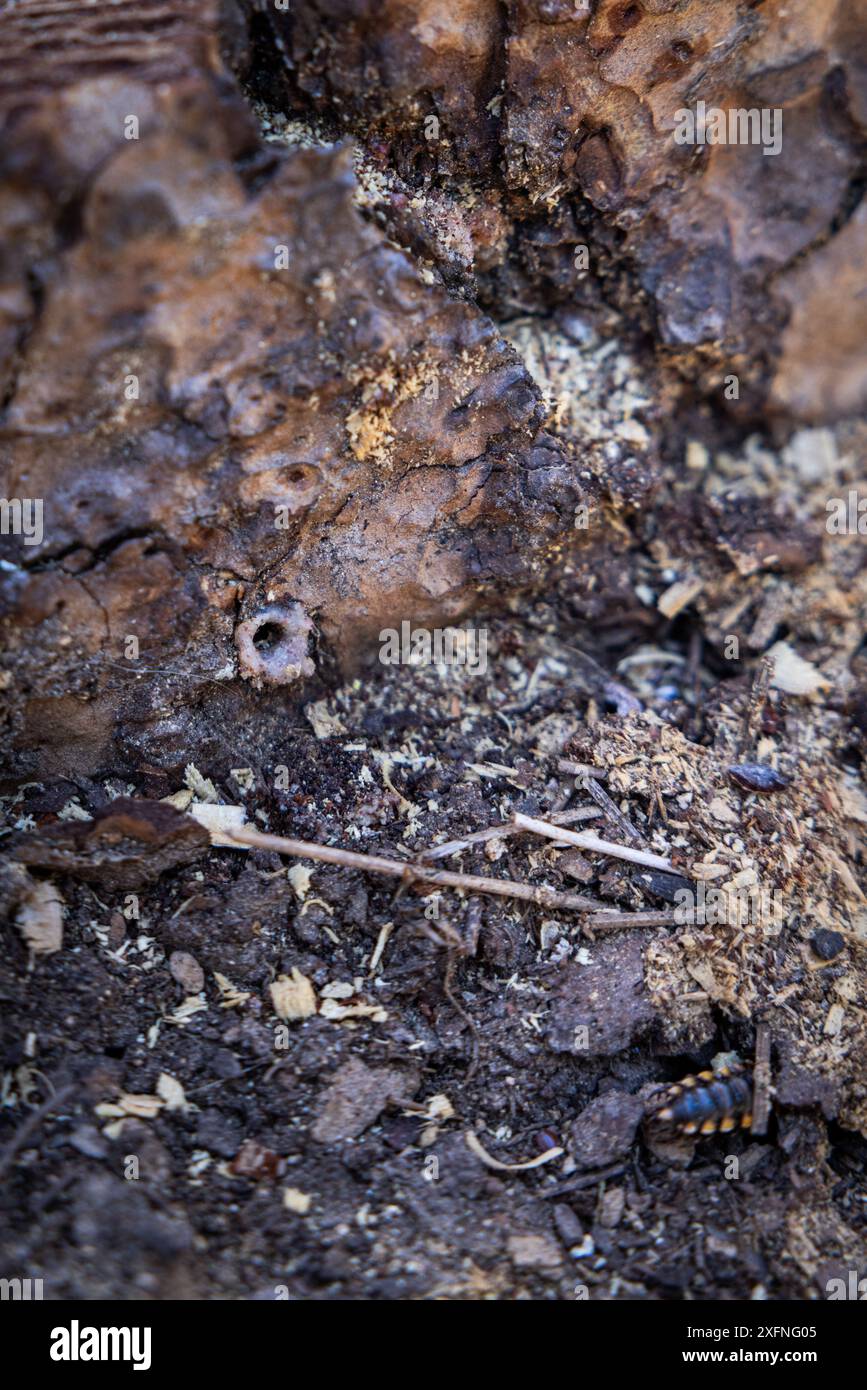 Pitch Tube on a Pine Tree Created by a Pine Beetle. Strong evidence ...
