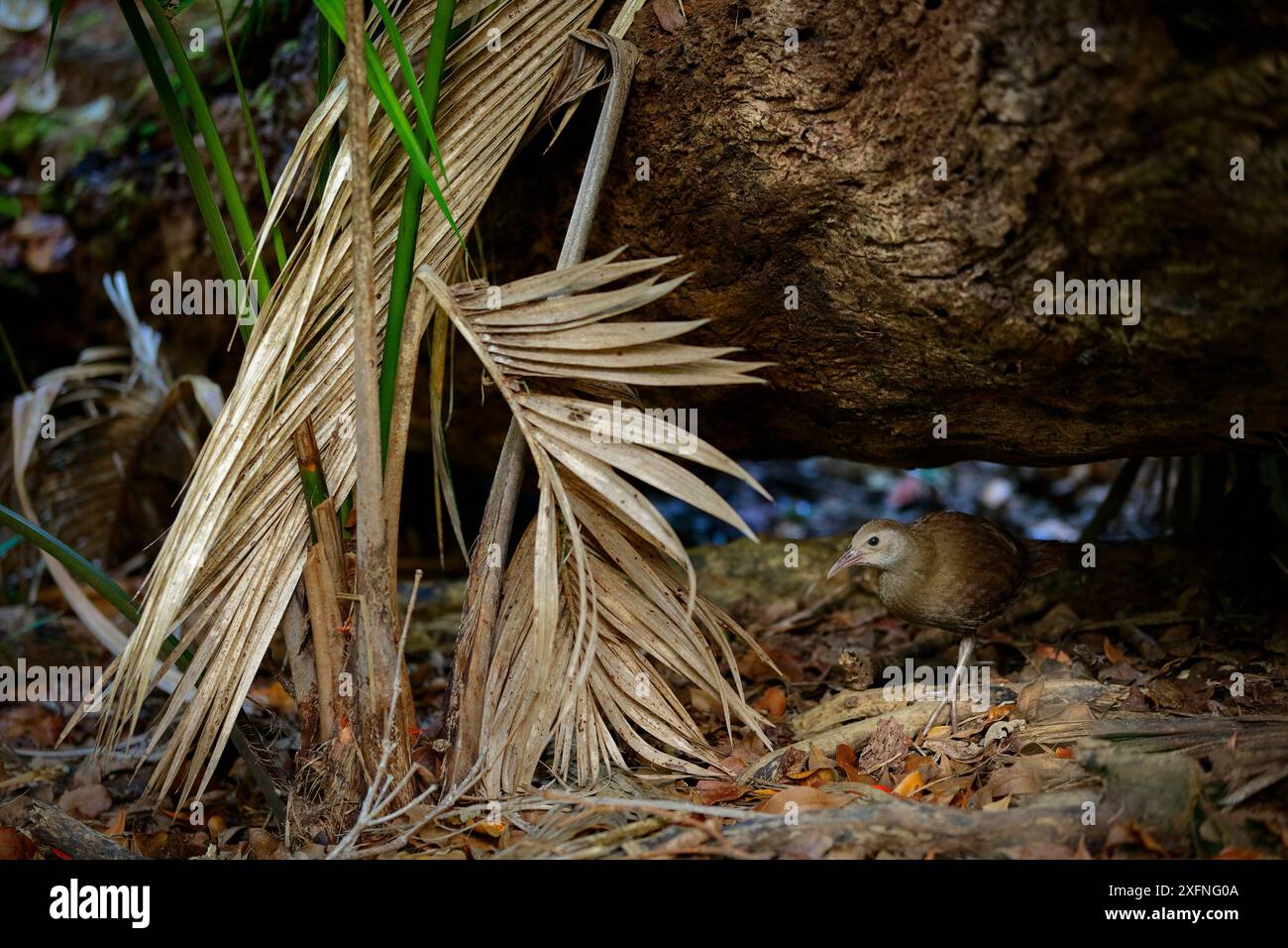 Lord Howe Rail / Woodhen (Gallirallus sylvestris) juvenile in forest ...