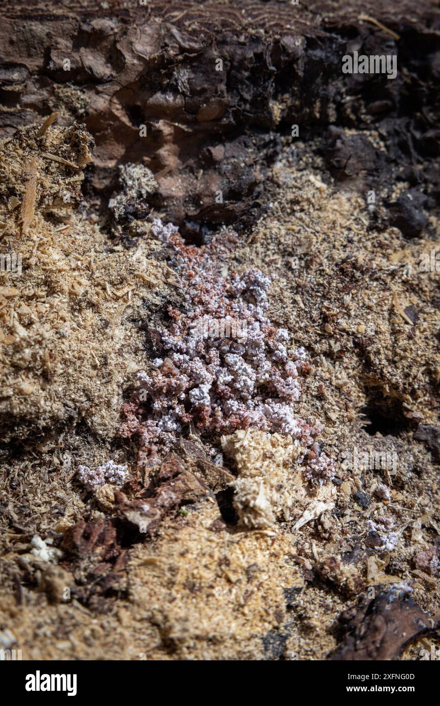 Bore dust a reddish sawdust like substance known as frass could be an ...