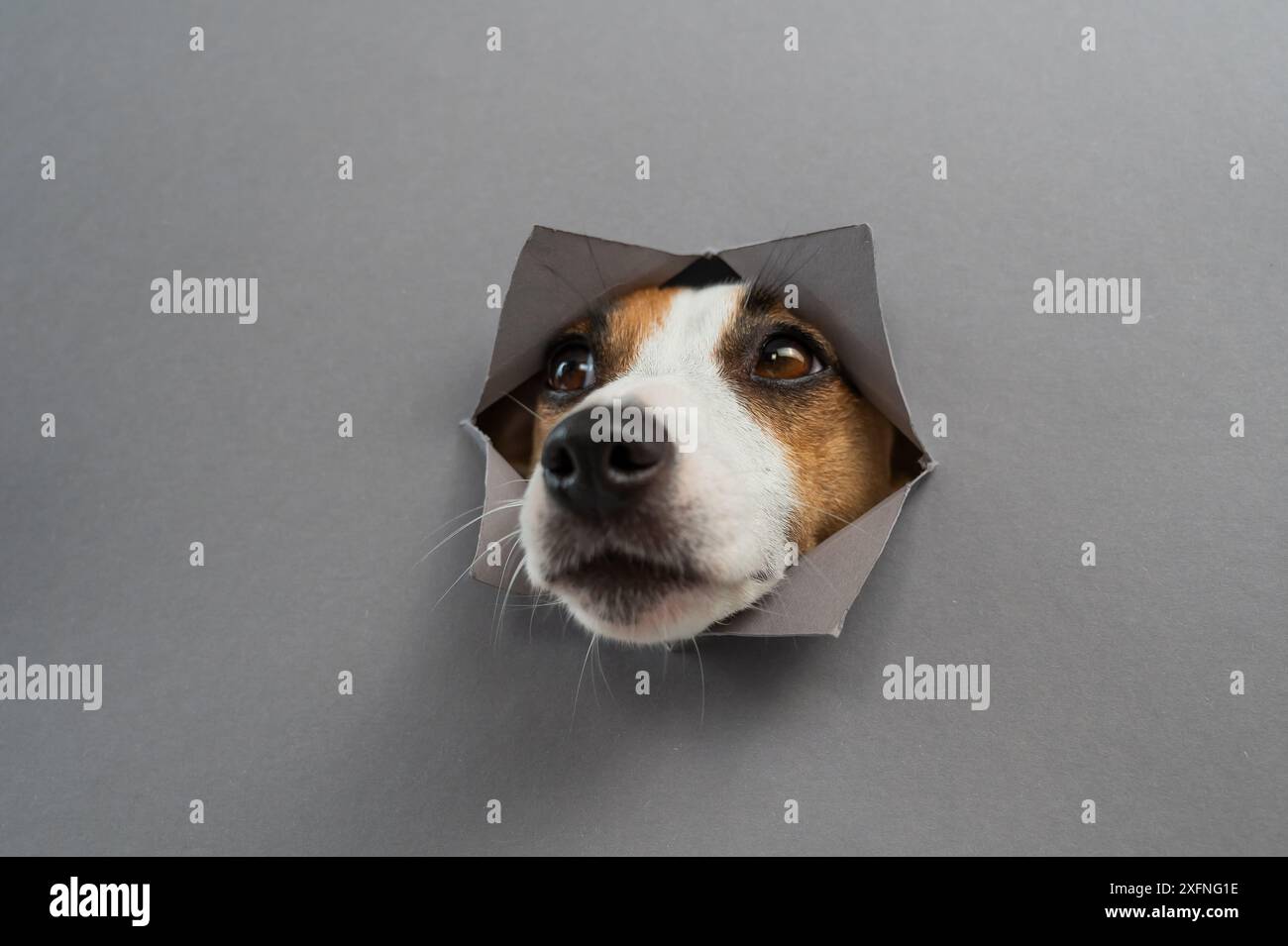 Funny Jack Russell Terrier dog sticks out through a gray cardboard ...