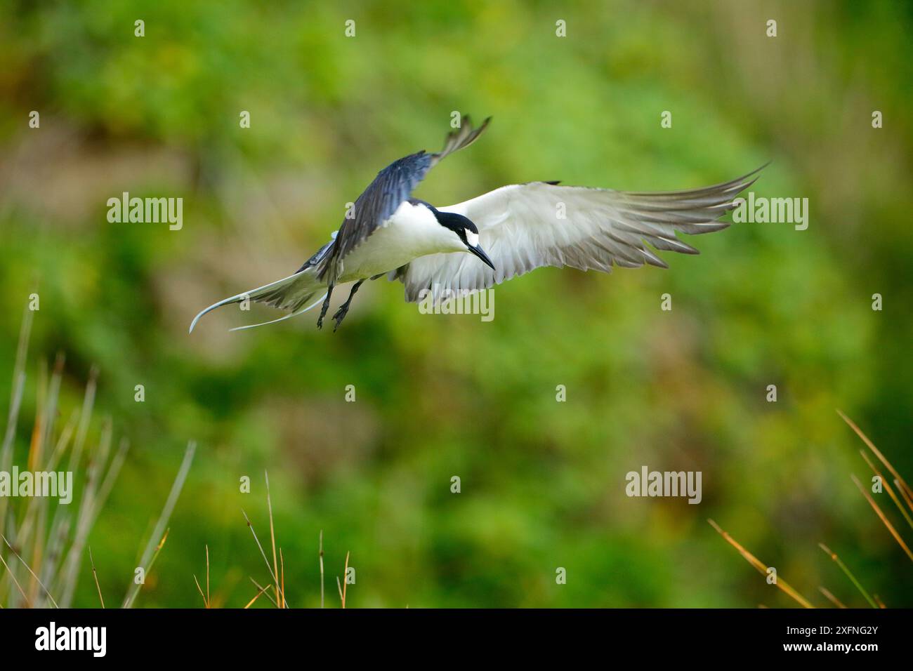 Sooty Tern (Sterna fuscata) in flight, Neds Beach, Lord Howe island ...