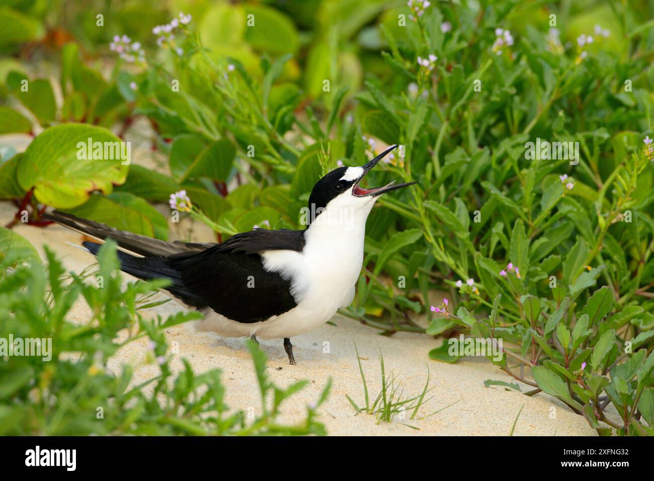 Sooty Tern (Sterna fuscata) calling, Neds Beach, Lord Howe island, Lord ...