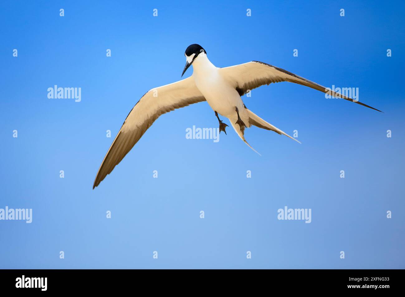 Sooty Tern (Sterna fuscata) in flight, Blinky Beach, Lord Howe island ...