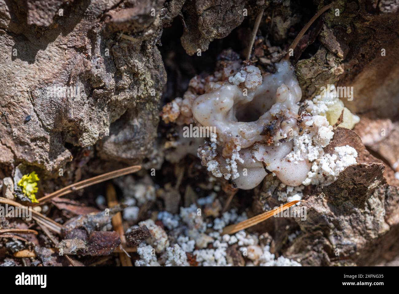 Pitch Tube on a Pine Tree Created by a Pine Beetle. Strong evidence ...