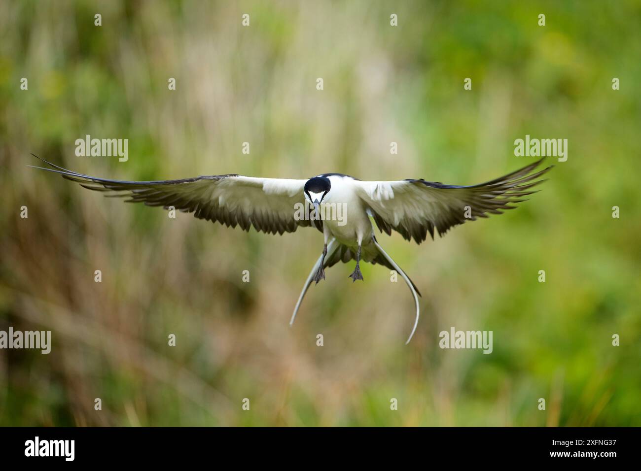 Sooty tern (Sterna fuscata) in flight, Neds Beach, Lord Howe island ...
