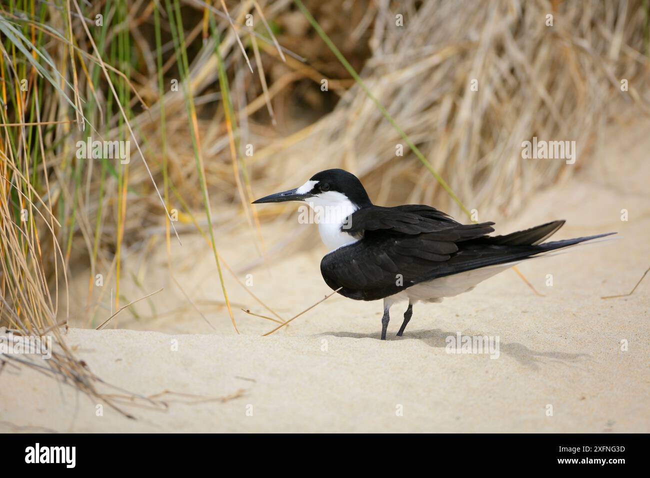 Sooty Tern (Sterna fuscata) in sand, Blinky Beach, Lord Howe island ...