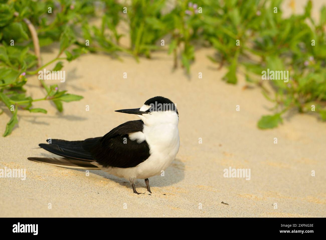 Sooty Tern (Sterna fuscata) on ground, Neds Beach, Lord Howe island ...
