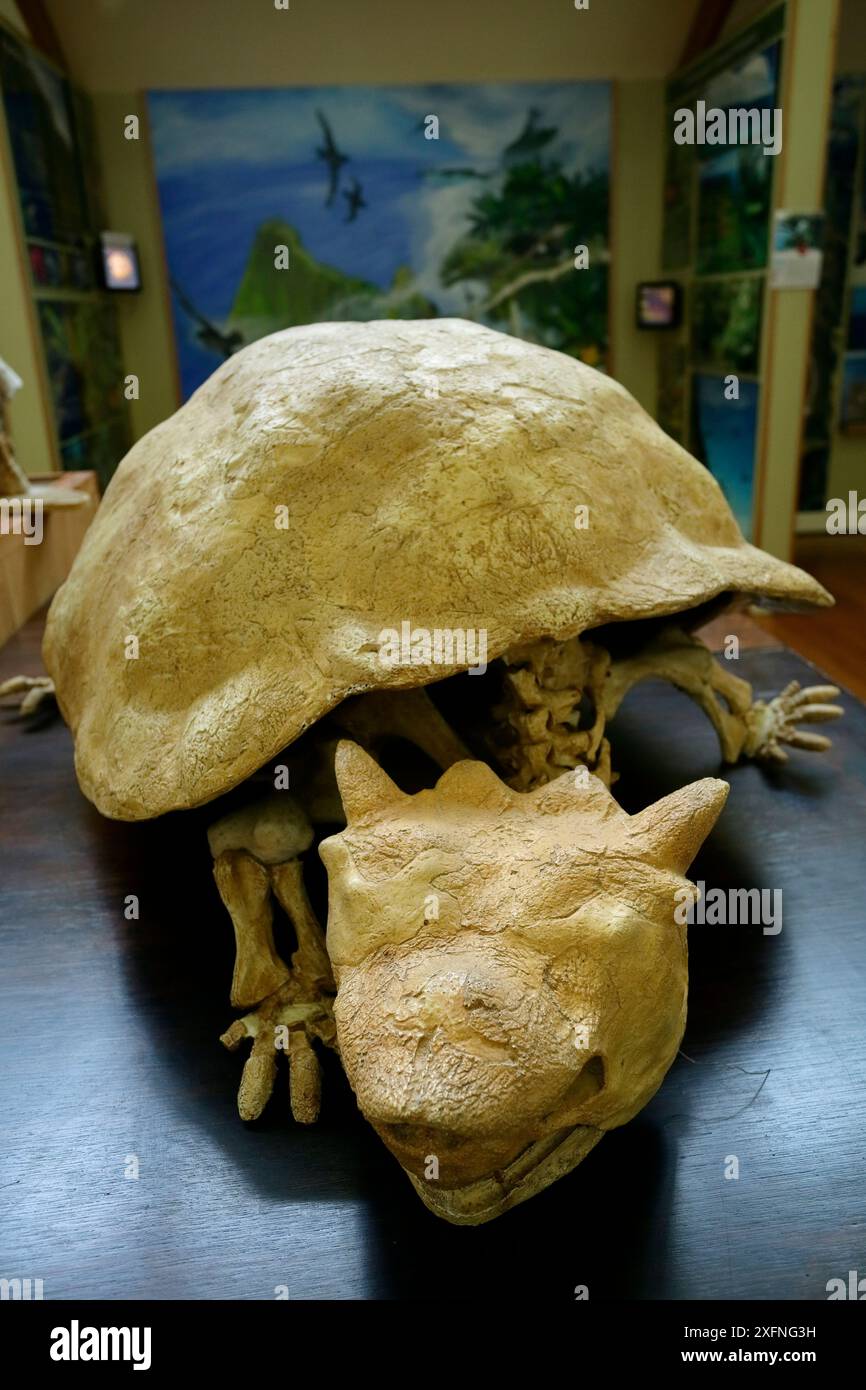 Lord Howe Island Horned Turtle fossil (Meiolania platyceps) Lord Howe ...