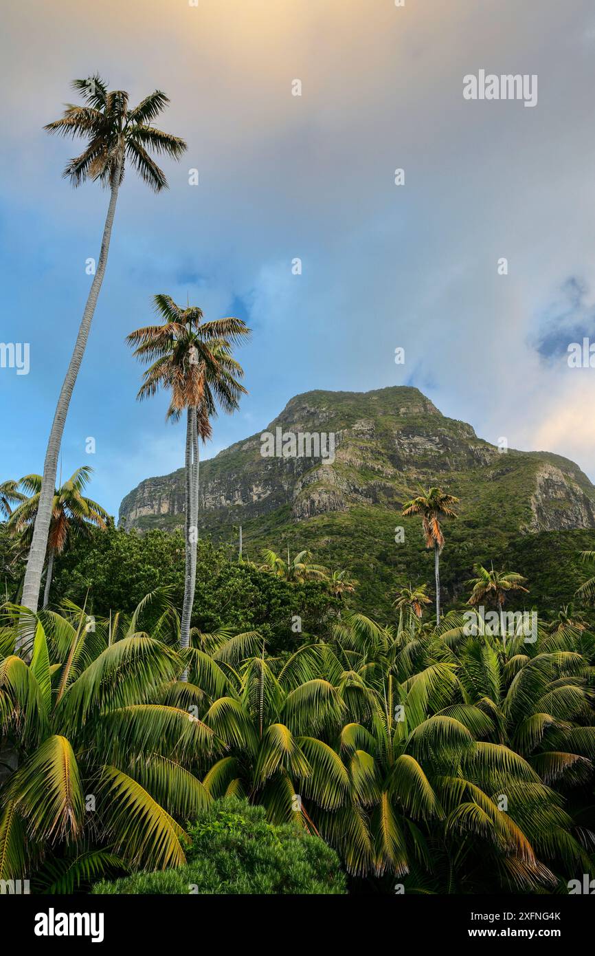 Mount Lidgbird (777 m) and Kentia palms (Howea forsteriana) with two ...