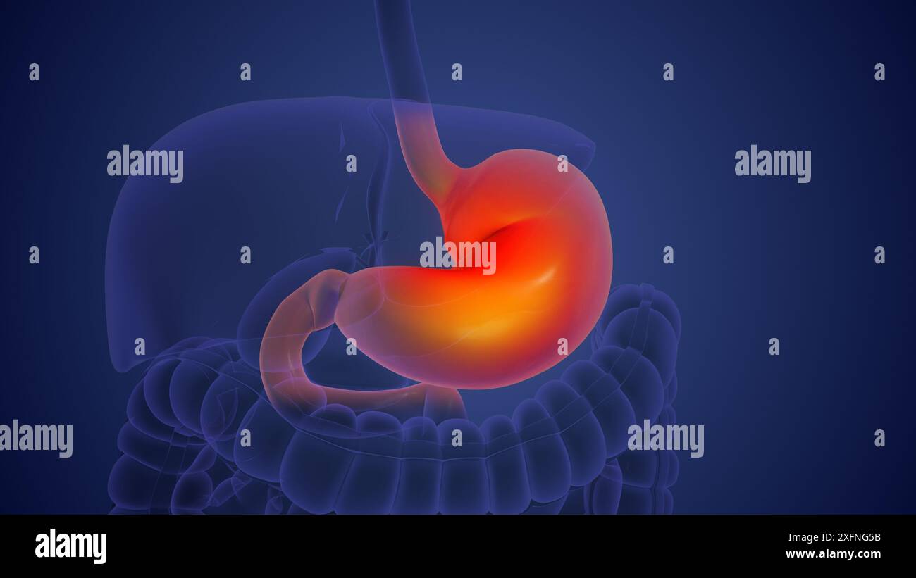 Human stomach anatomy medical concept Stock Photo - Alamy