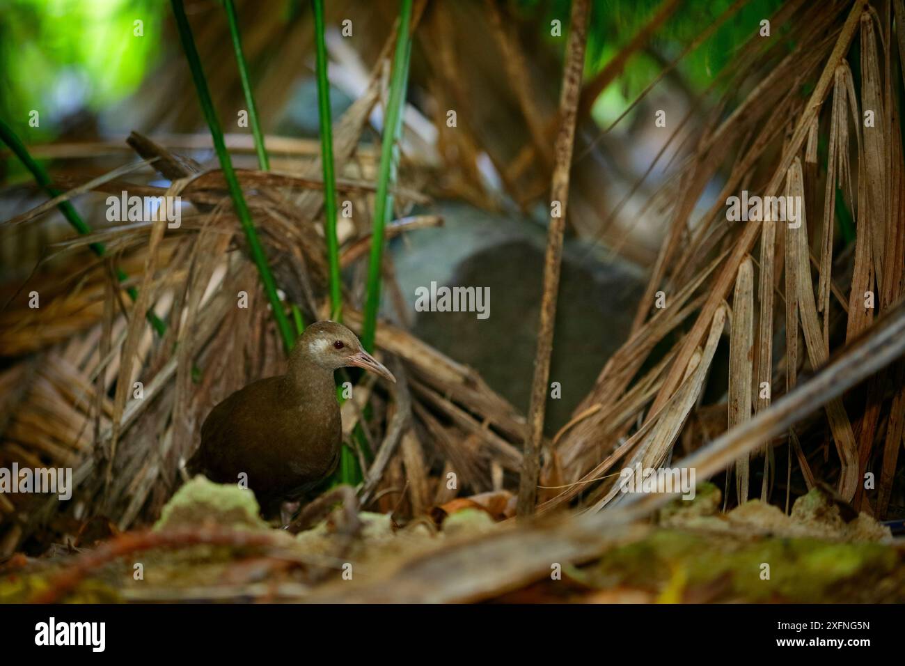 Lord howe rail hi-res stock photography and images - Alamy
