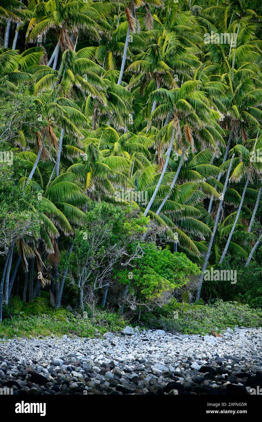 Kentia palms (Howea forsteriana) along the coast of Little Island, Lord ...