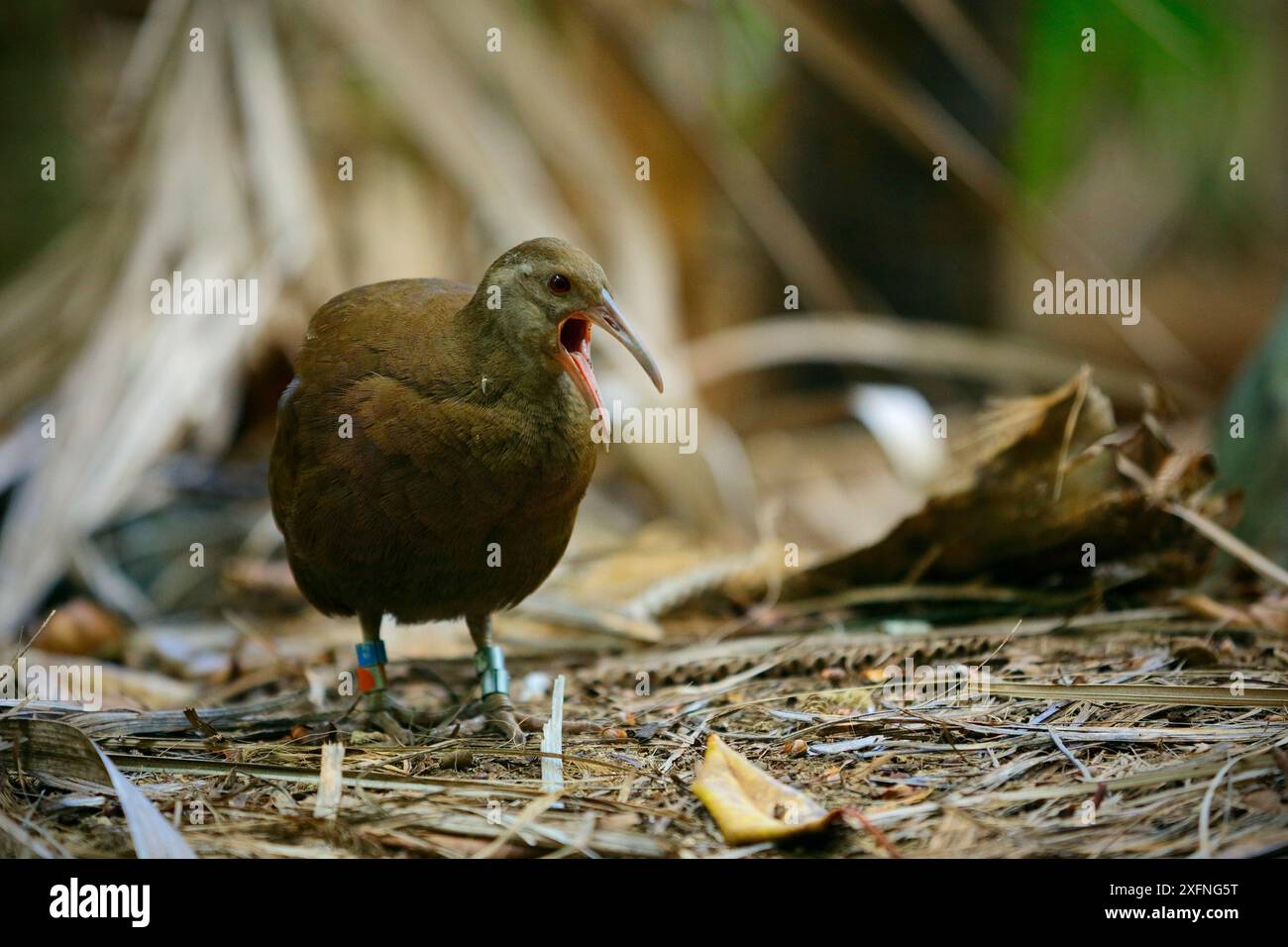 Lord howe rail hi-res stock photography and images - Alamy