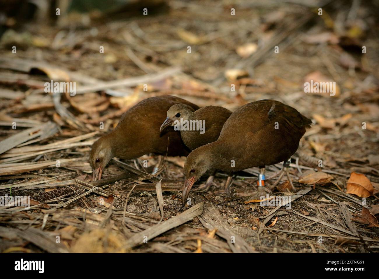 Lord howe rail hi-res stock photography and images - Alamy