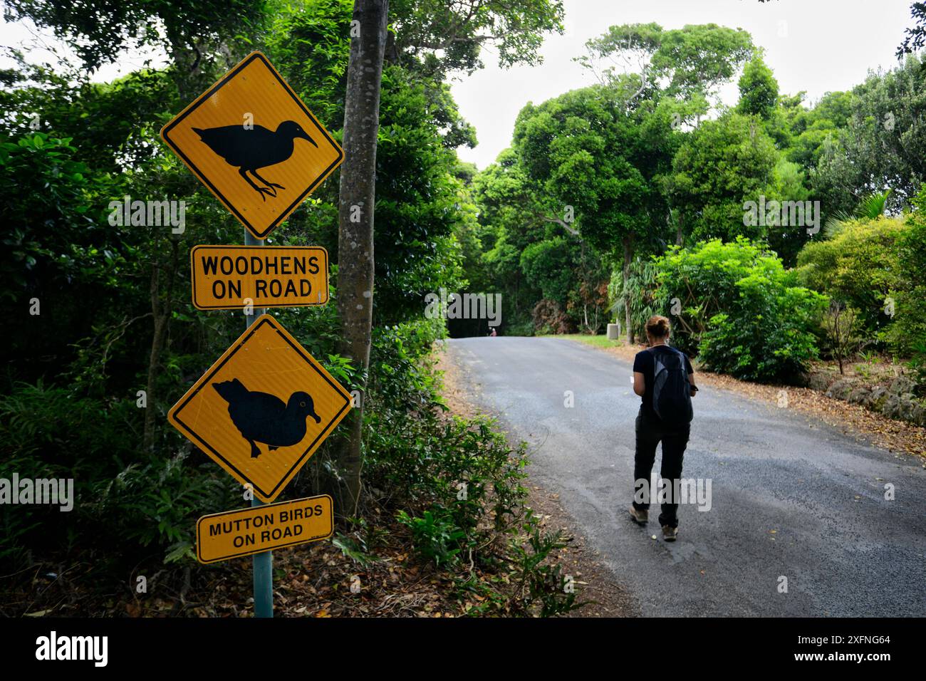 Mutton birds / Flesh-footed Shearwater (Puffinus carneipes) and Lord ...