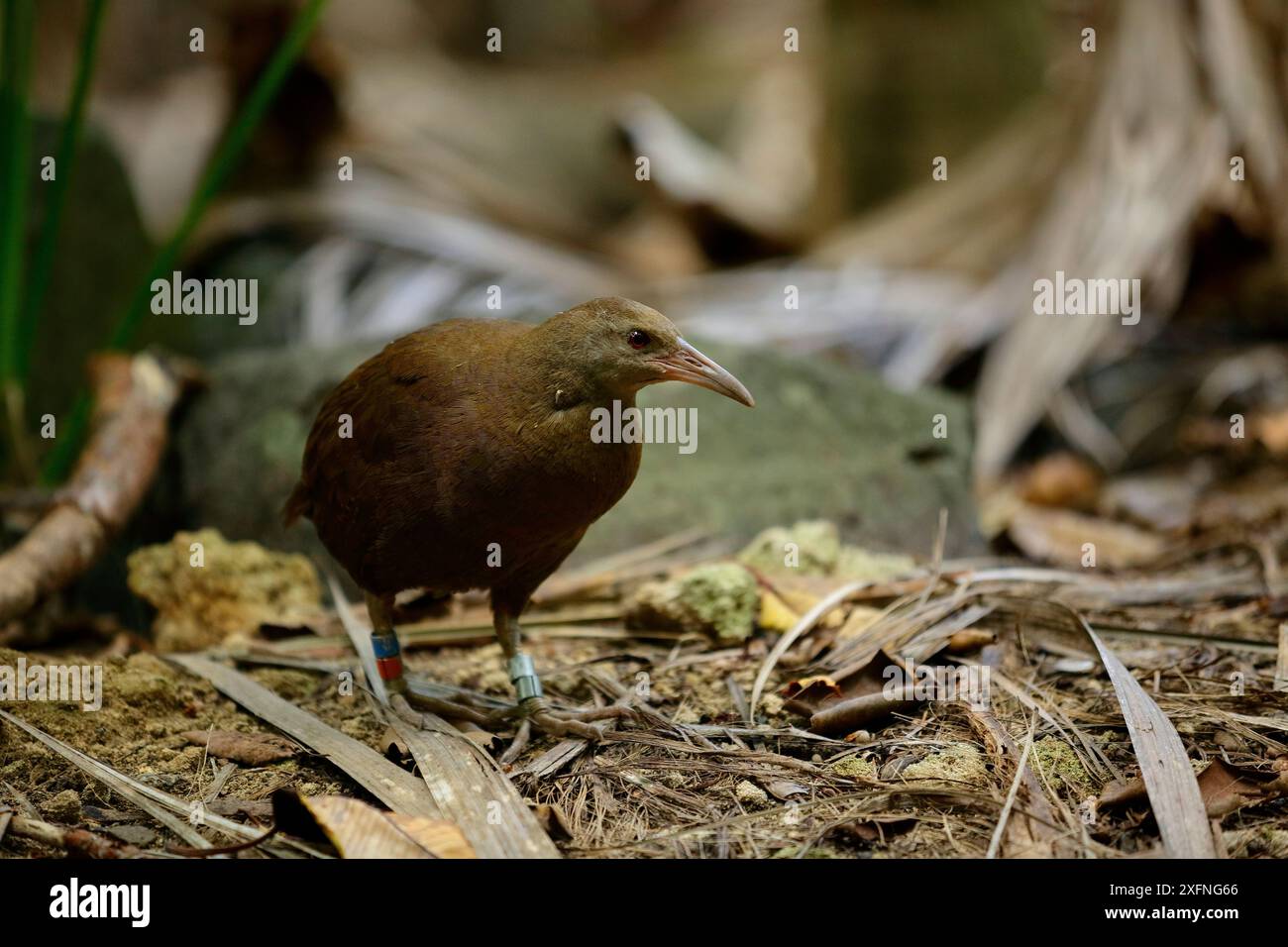 Lord howe island rail hi-res stock photography and images - Alamy