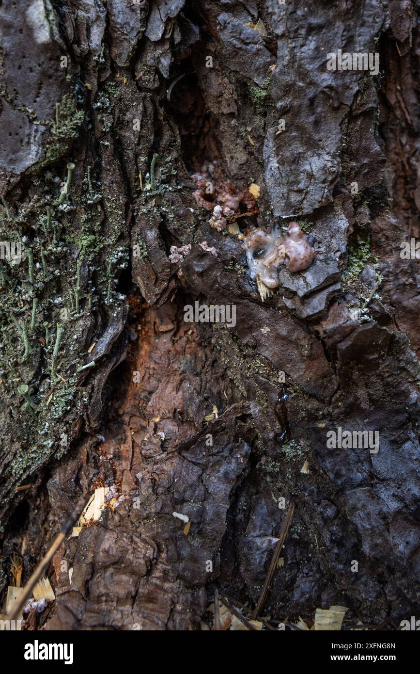 Pitch Tube on a Pine Tree Created by a Pine Beetle. Strong evidence ...