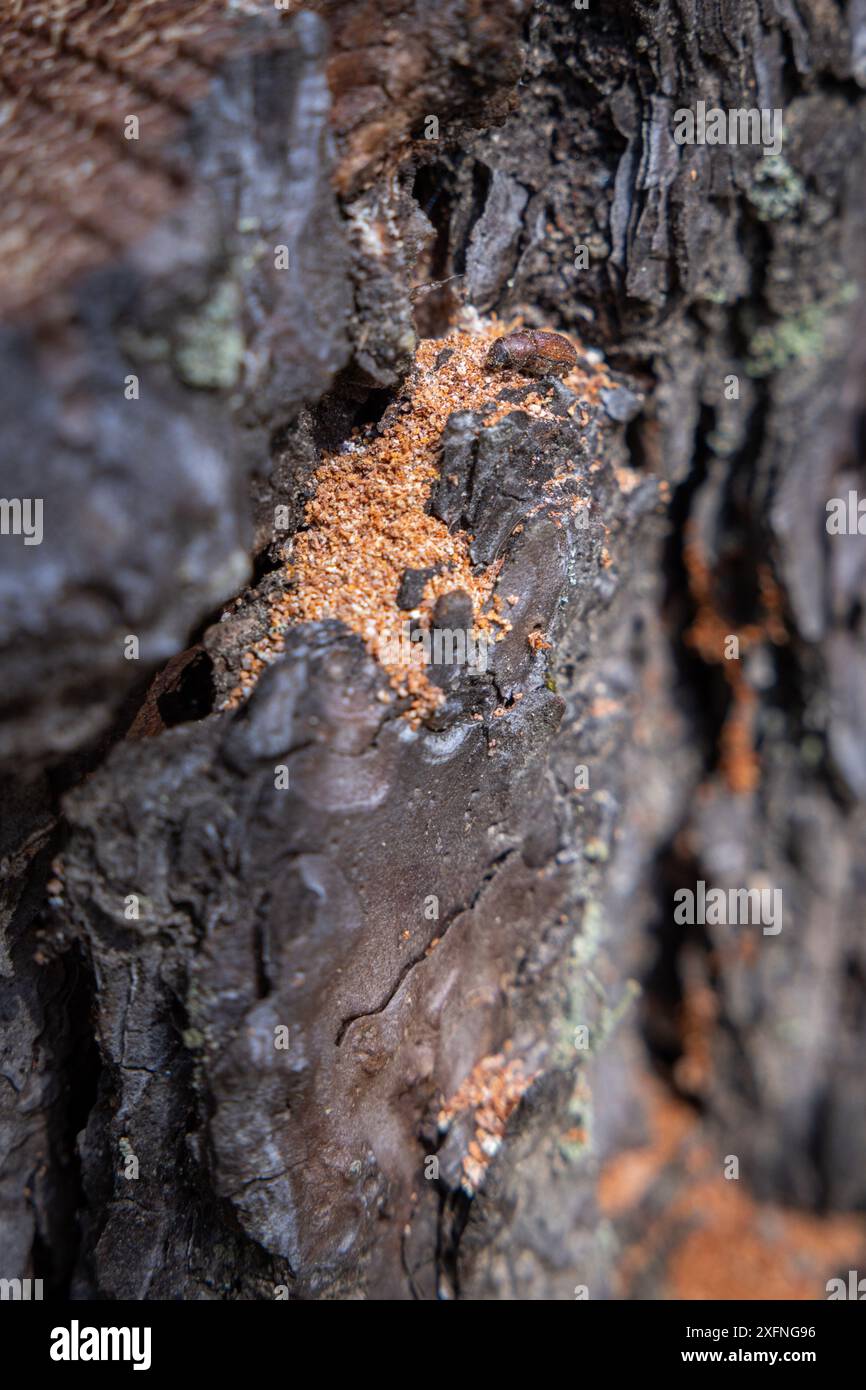 Bore dust a reddish sawdust like substance known as frass could be an ...