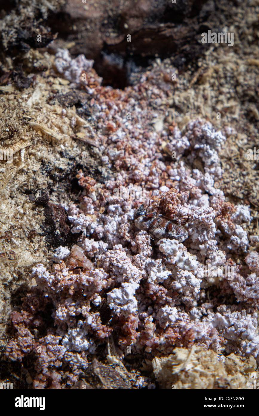 Bore dust a reddish sawdust like substance known as frass could be an ...
